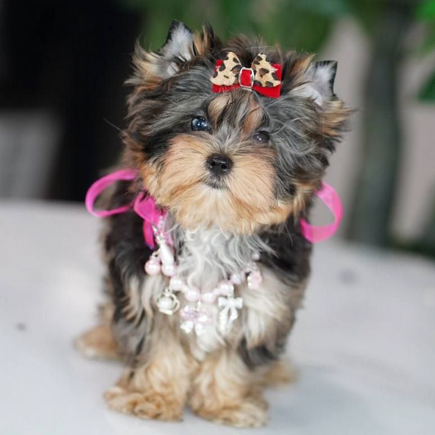 Йоркширский терьер, щенок