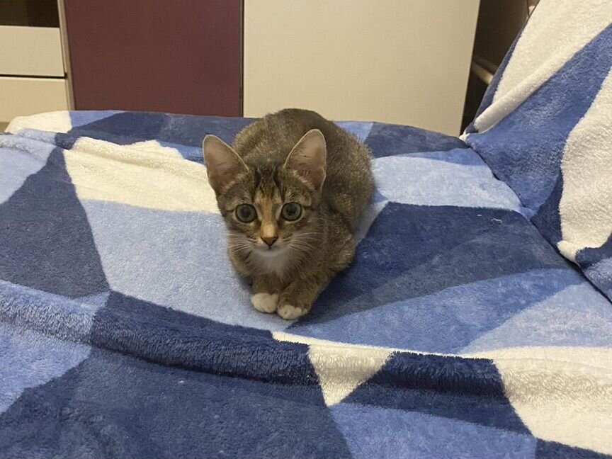 Кошка