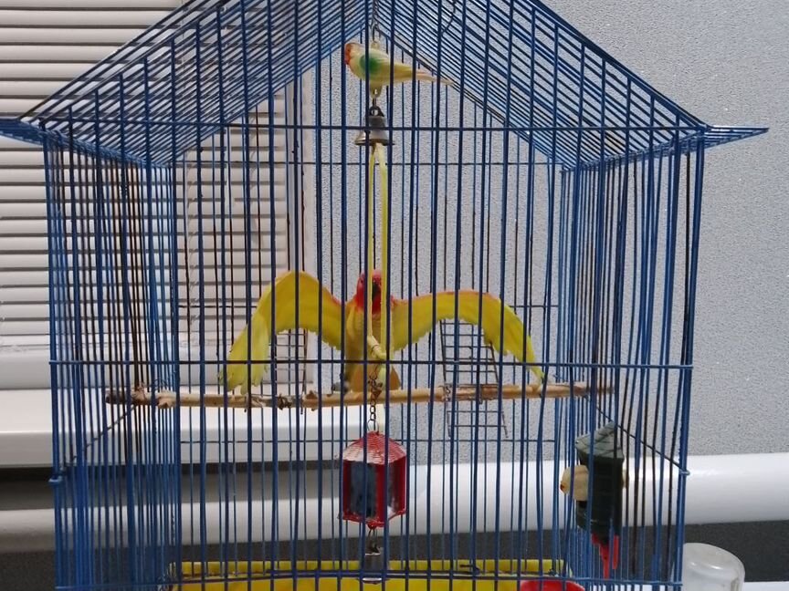 Клетка,корм,купалка для попугаев
