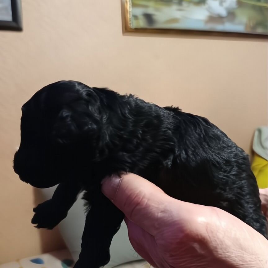 Карликовый пудель, щенок