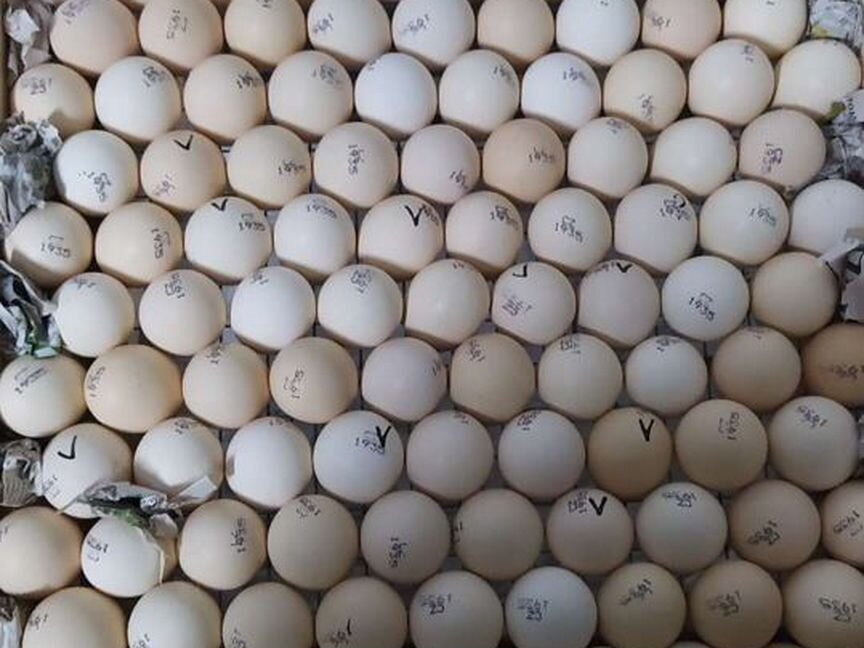 Яички для инкубации