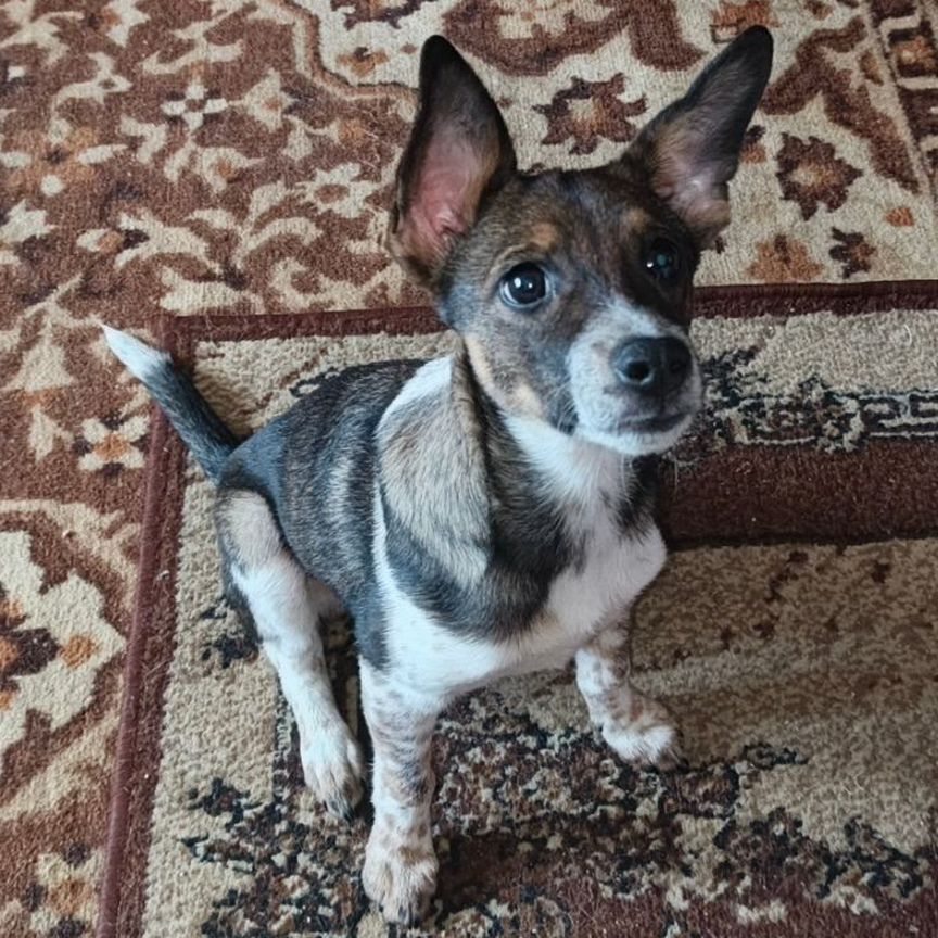 Русский той-терьер, взрослый пёс