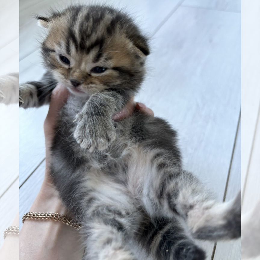 Шотландские вислоухие