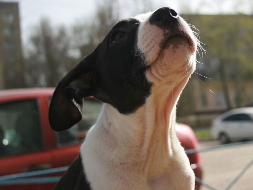 Щенок американского стаффордширского терьера