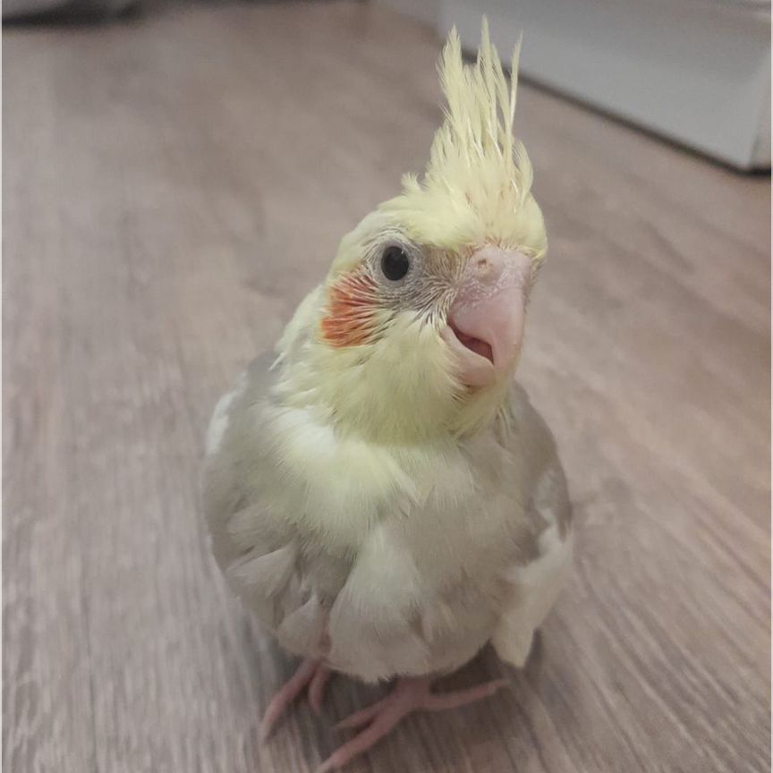 Попугай карелла