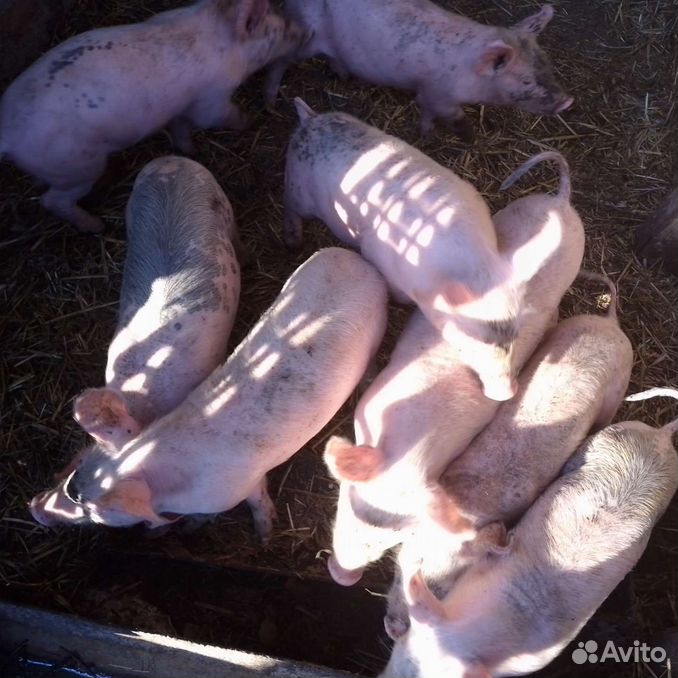 Продаются порсята