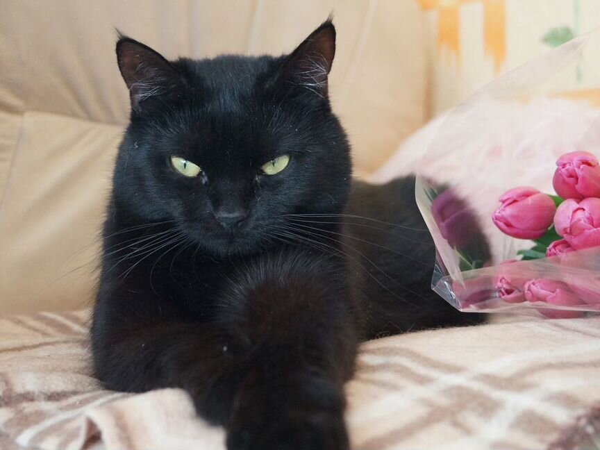 Черный кот джентльмен Хэппи