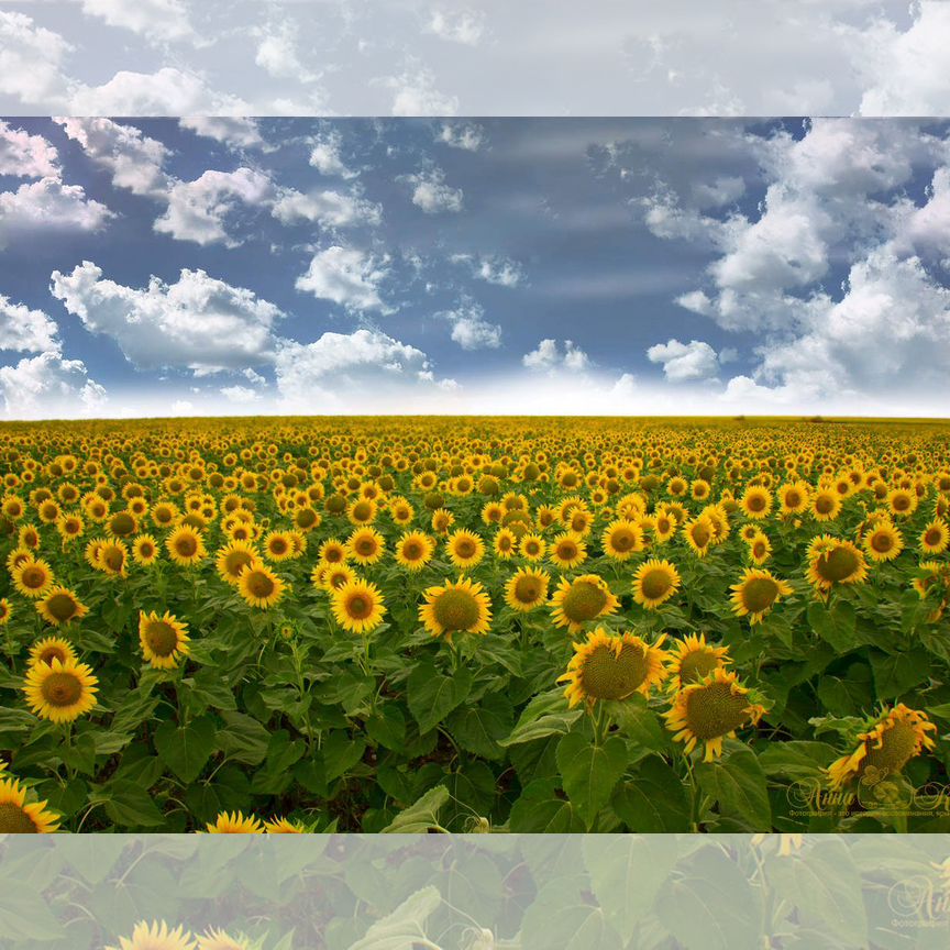 Семена подсолнечника