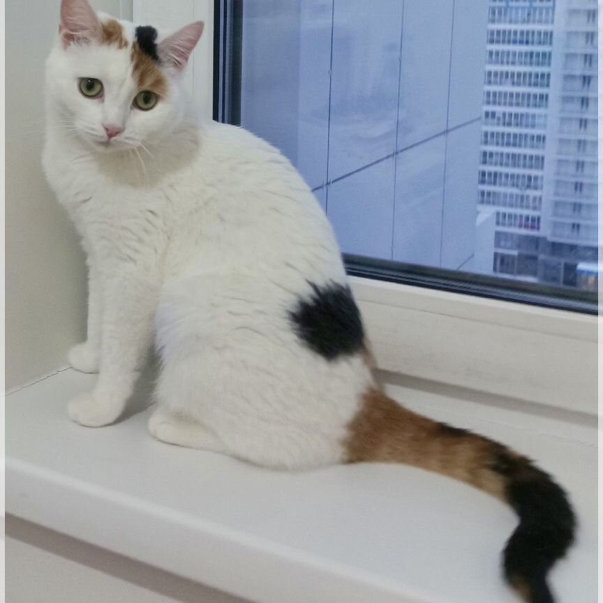 Взрослая кошка в добрые руки