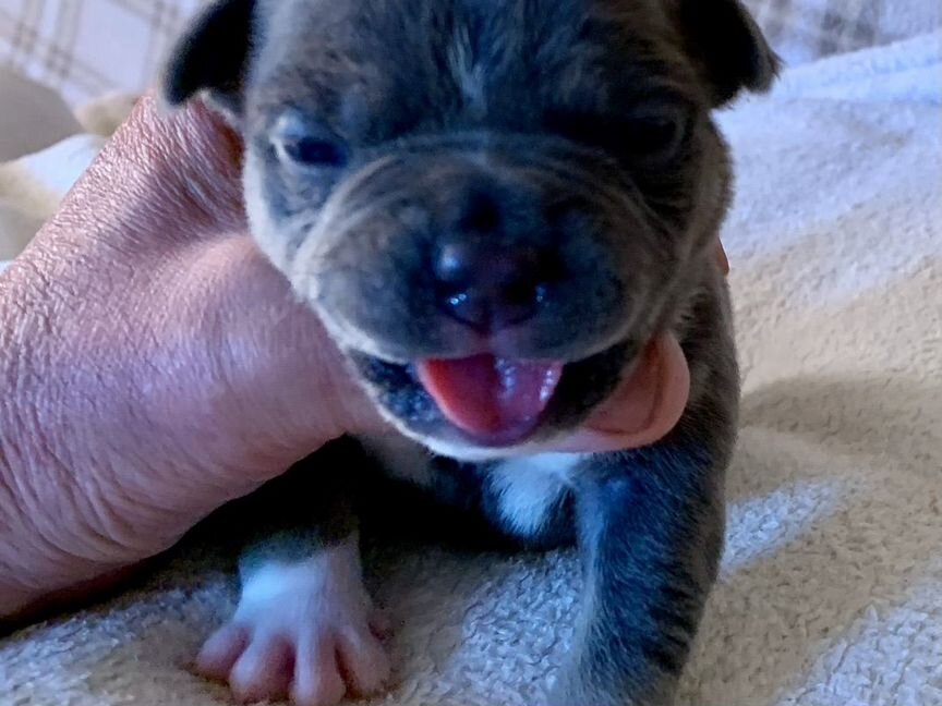 Щенок американского булли