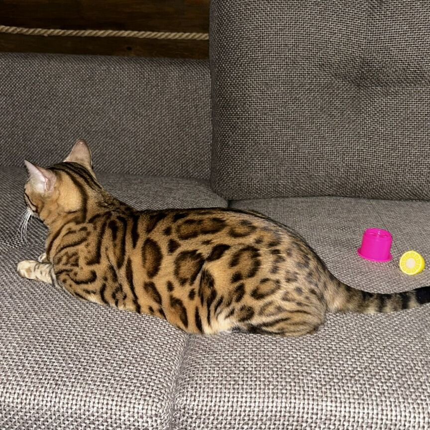 Бенгальская кошка