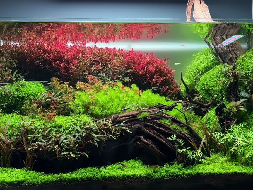 Оформление аквариума,консультации,коряги