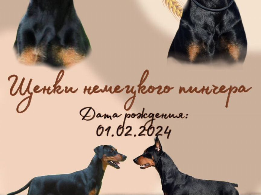 Щенки немецкого пинчера