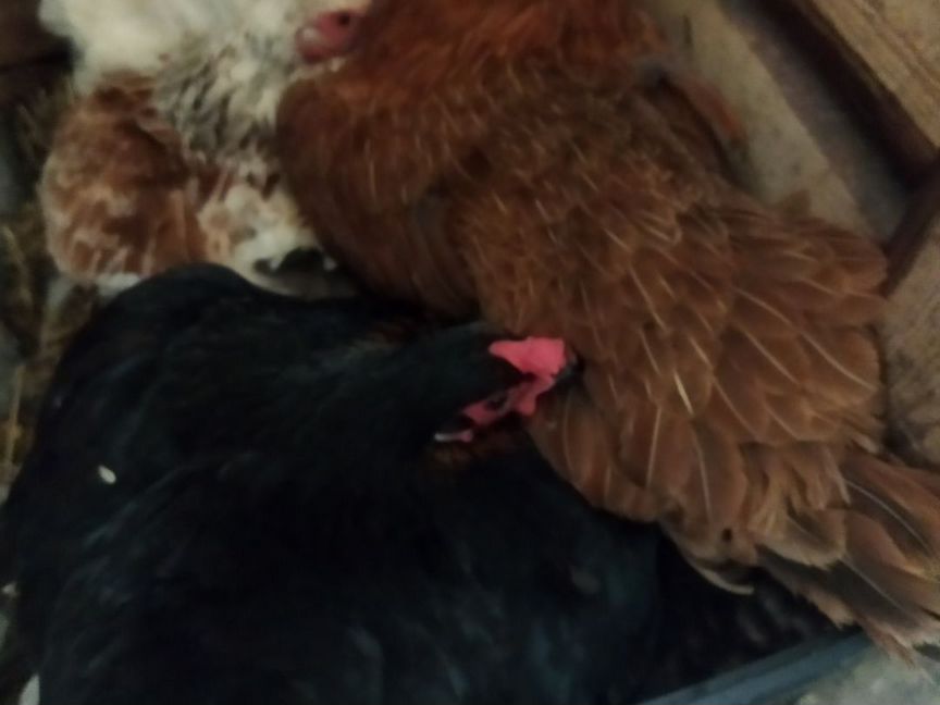 Куры наседки