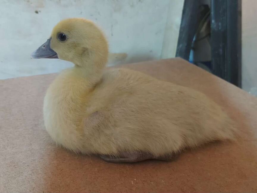 Мускусные утята, индоутки