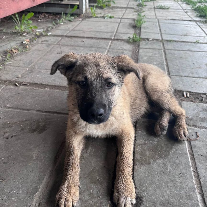 Щенок в добрые руки