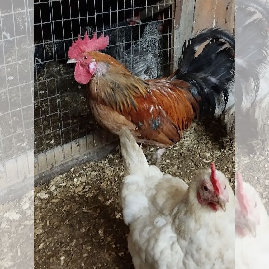 Петухи некрупные