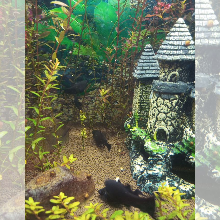 Рыбки малинезии