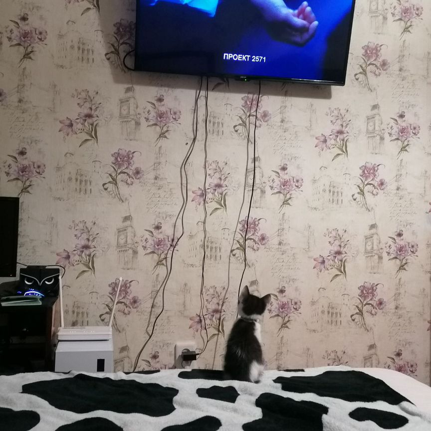 Котёнок ждёт своего хозяина