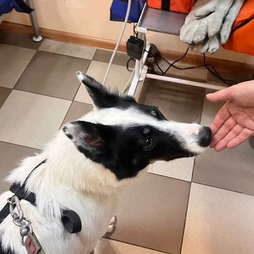 Очень тянется к людям