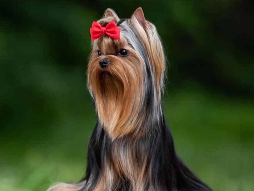 Йоркширский терьер вязка и щенки