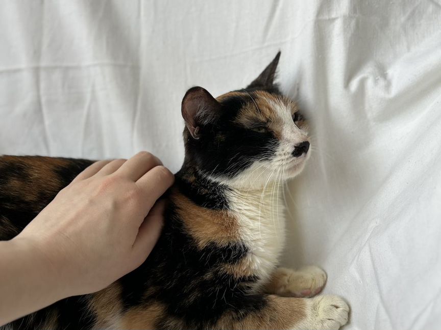 Пятнистая кошка
