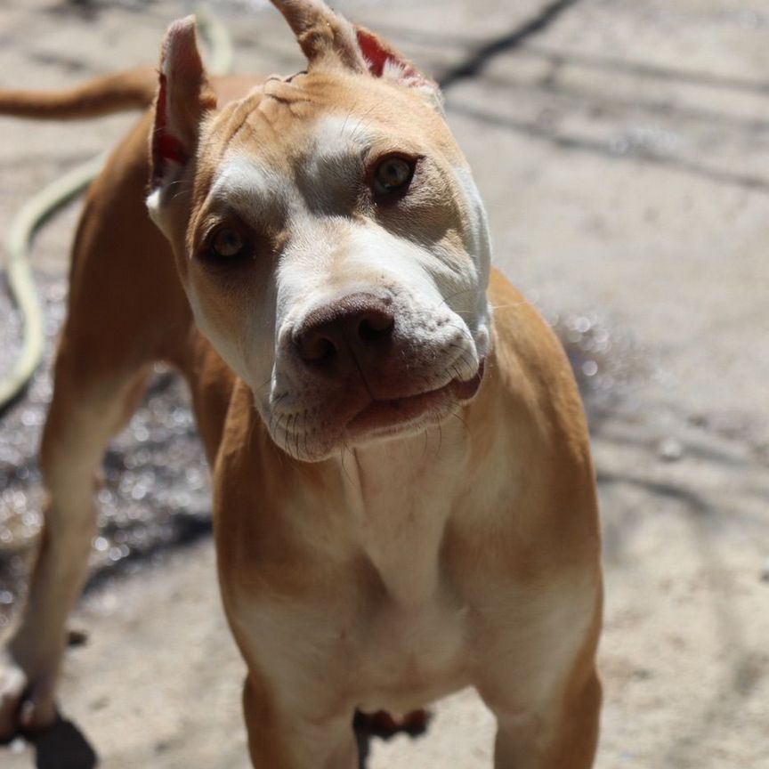 Американский питбультерьер, щенок