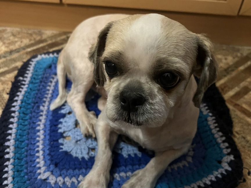 Найдена собака маленькая