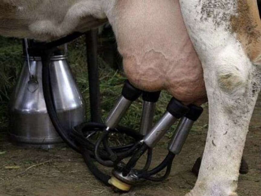 Доильный аппарат для коров бу