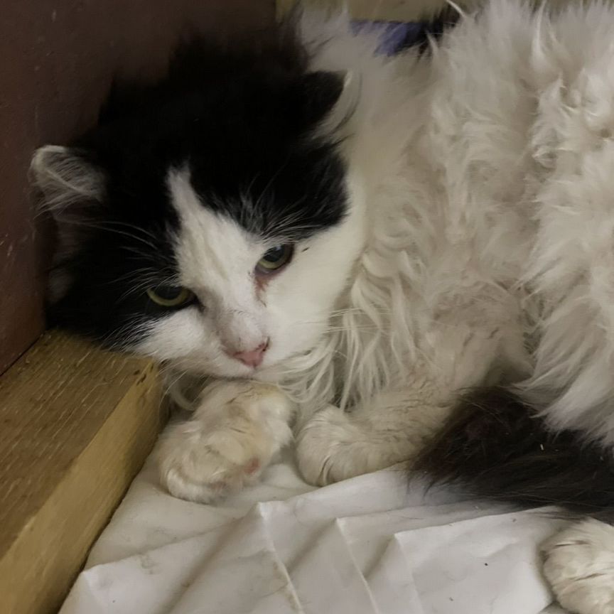 Котята норвежская лесная