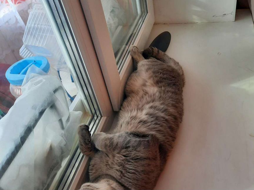 Шотландский кот на вязку