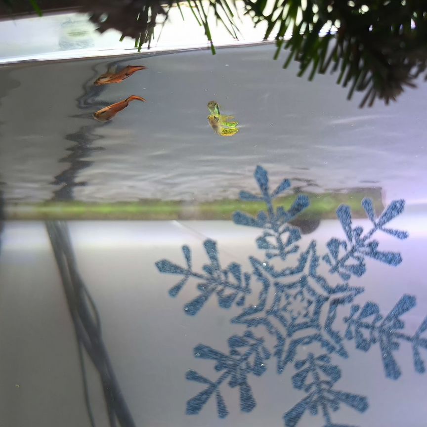 Рыбки и креветки в дар