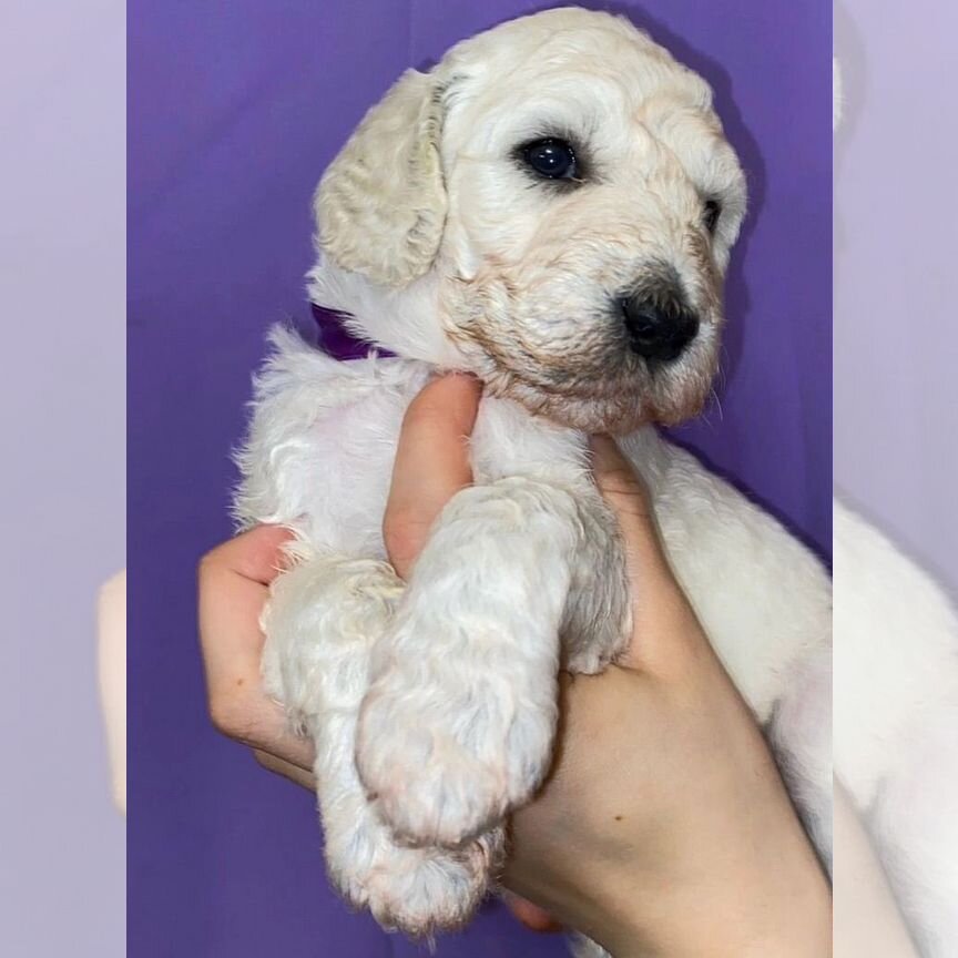 Щенки большого пуделя