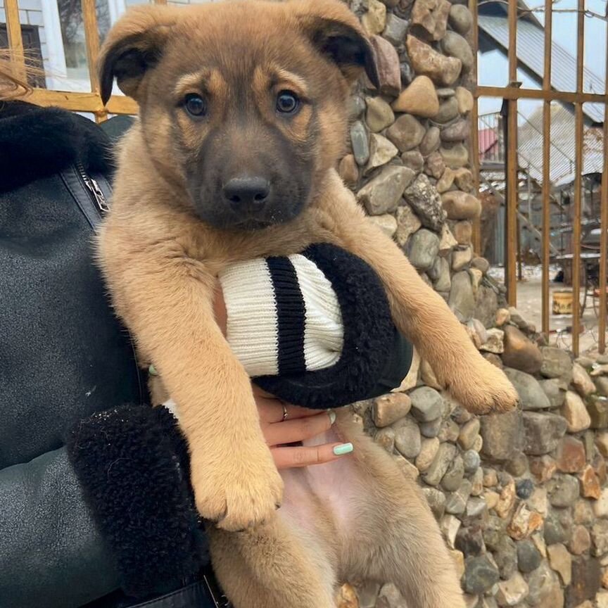 Отдам в добрые руки замечательного щенка