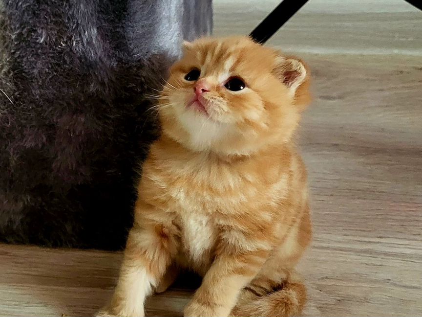 Шотландские котята