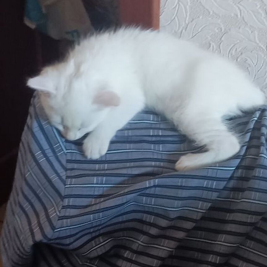 Турецкая ангора котёнок