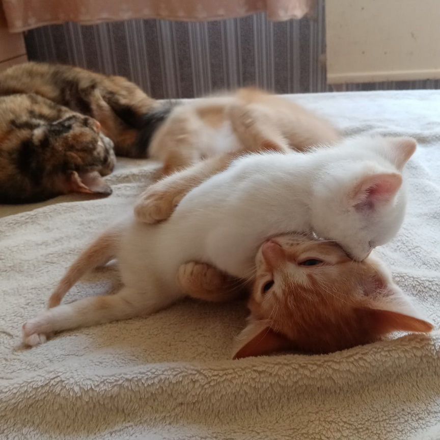 Котёнок в добрые руки