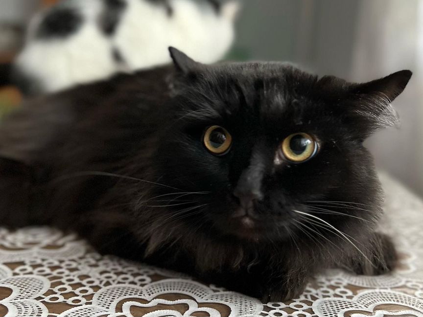 Котик бесплатно