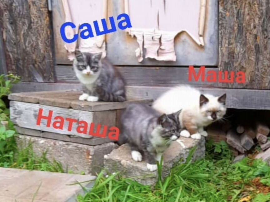 Пропадут без помощи котята на дачах