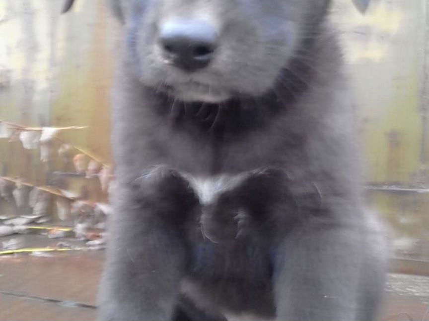 Милые щенки ждут своего хозяина или хозяйку