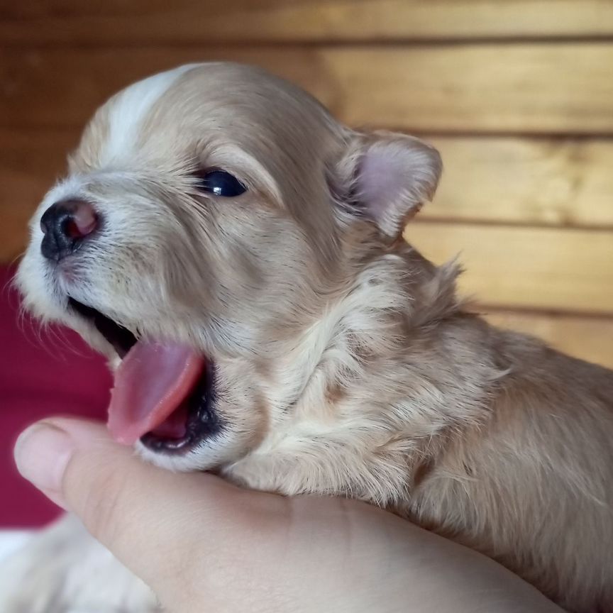 Мальтипу, щенок