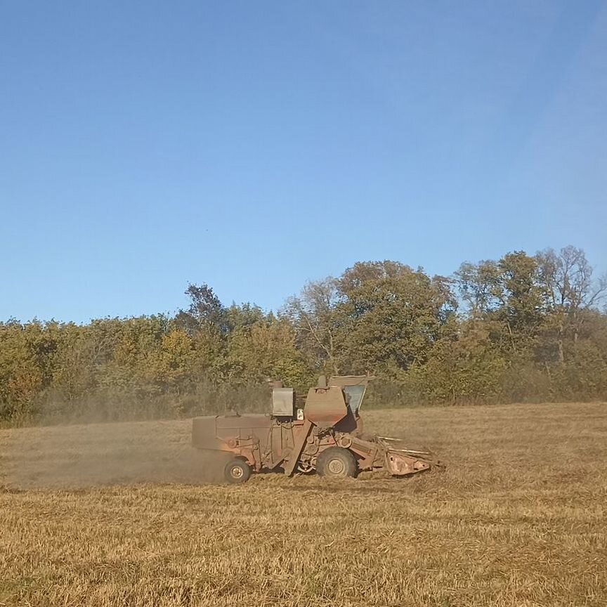 Продаётся рожь 50 тонн