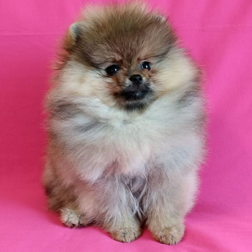 Померанский шпиц, щенок