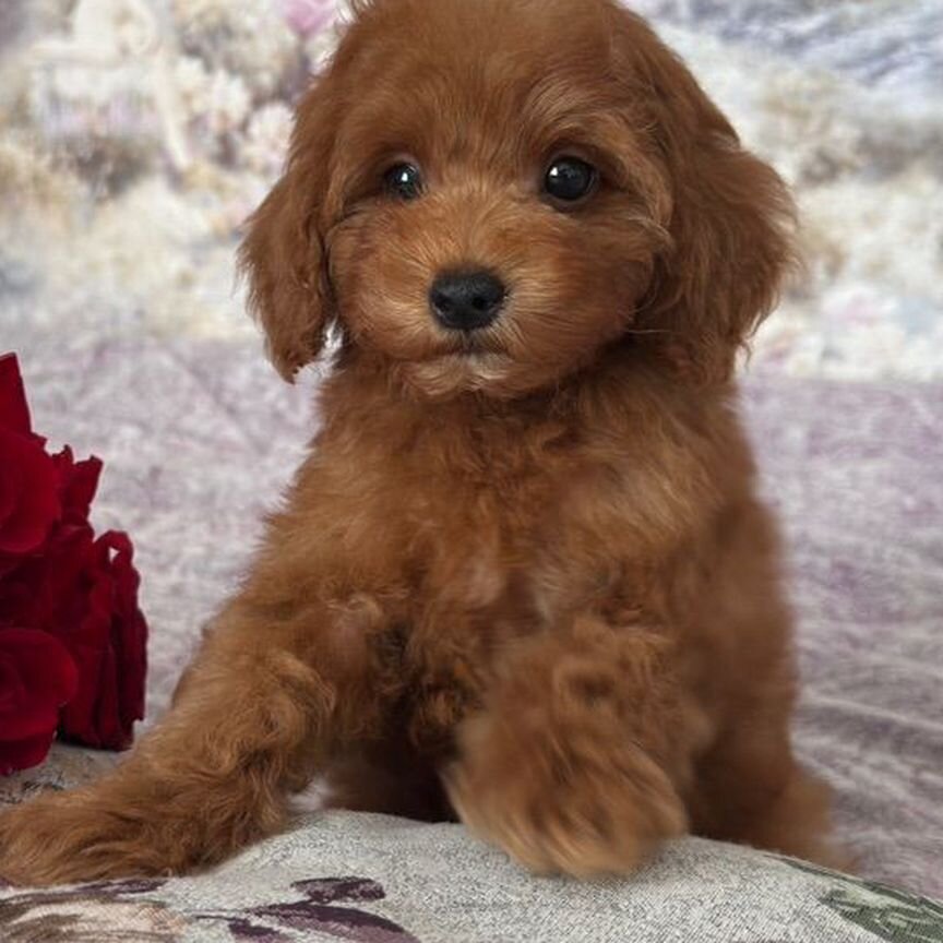 Той-пудель, щенок