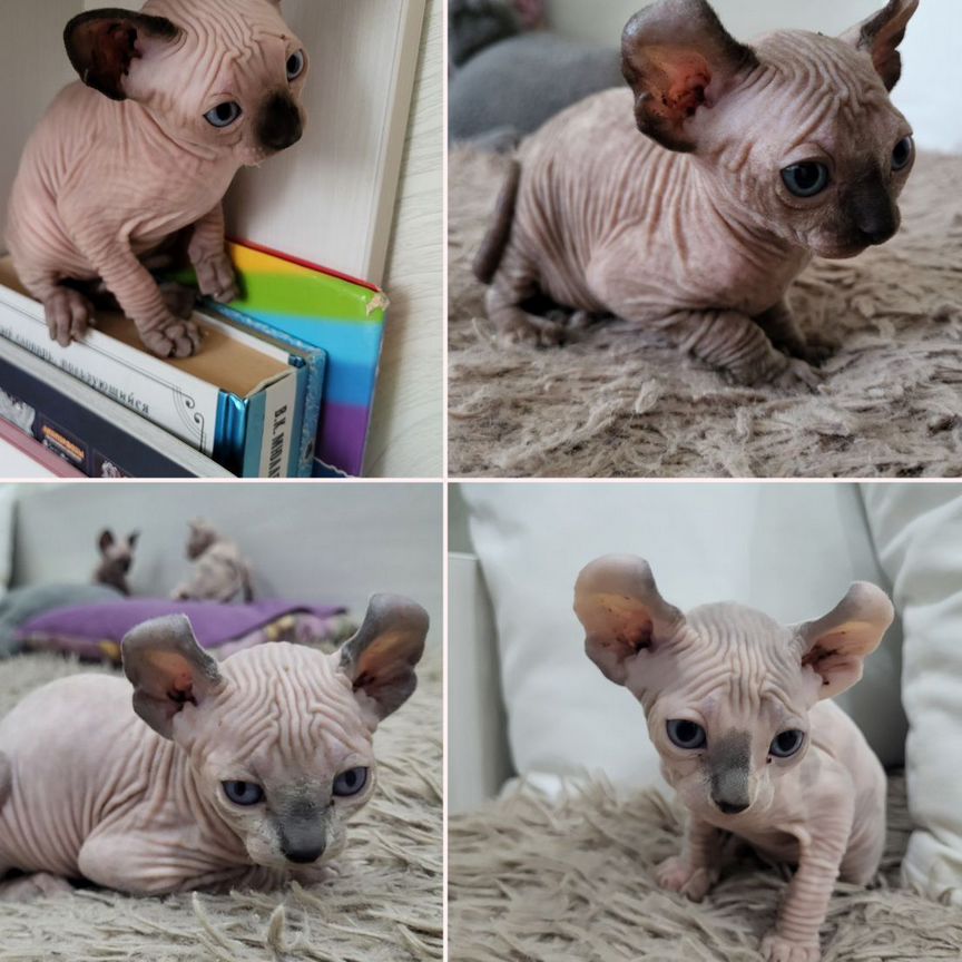 Котята сфинкс эльф