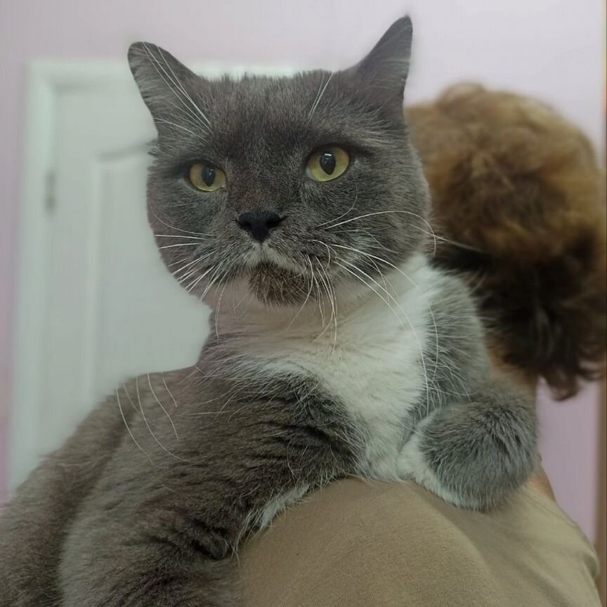 Отдам кота в добрые руки