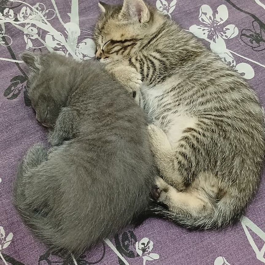 Британский короткошёрстный котёнок