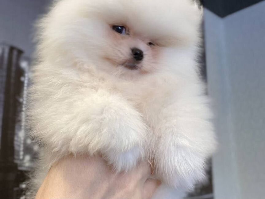 Померанский шпиц