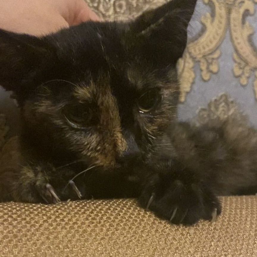 Кошечка