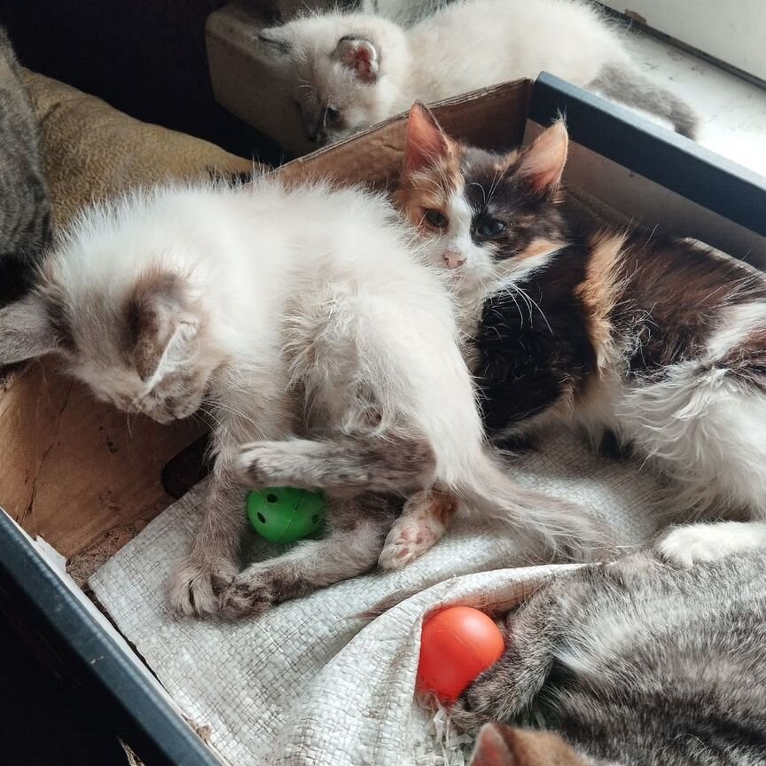 Котёнок в добрые руки